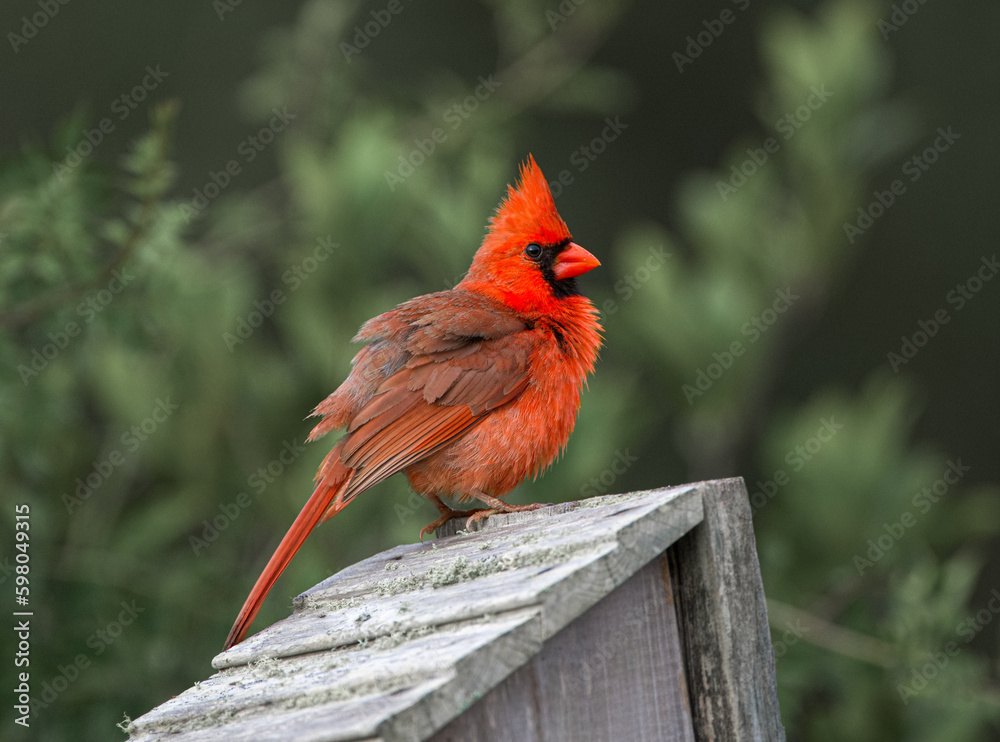 Fluffy Male Northern Cardinal - Cardinalis cardinalis - Perched on roof ...