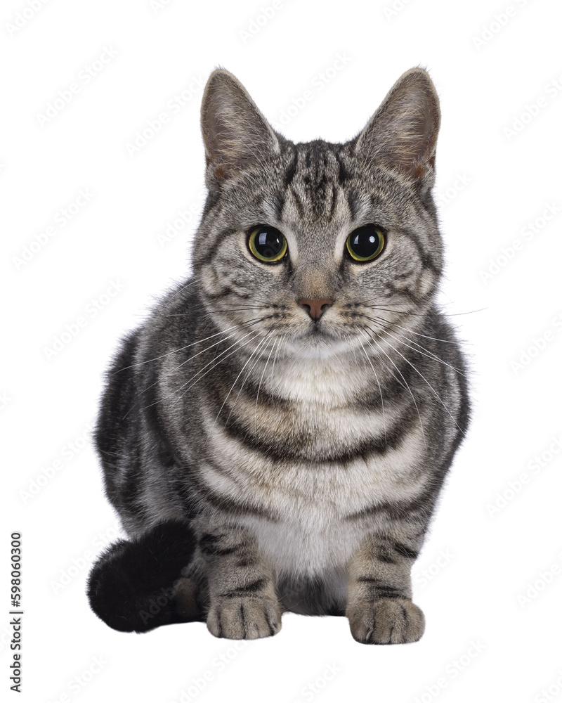 Adorable male young European Shorthair cat, laying down facing front ...