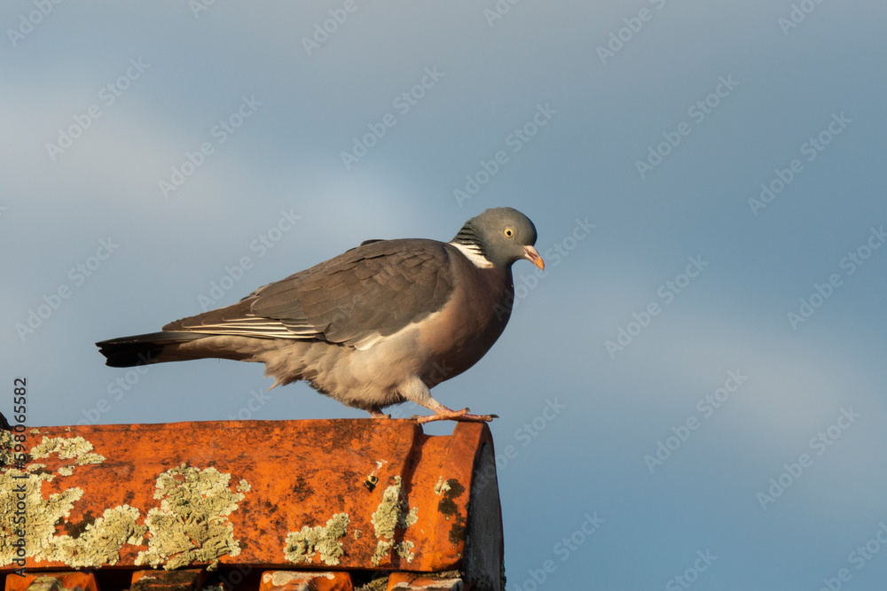Pigeon ramier,.Columba palumbus, Common Wood Pigeon foto de Stock ...