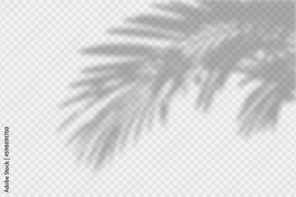 Shadow overlay of palm tree branch. Transparent overlay shadow effect ...