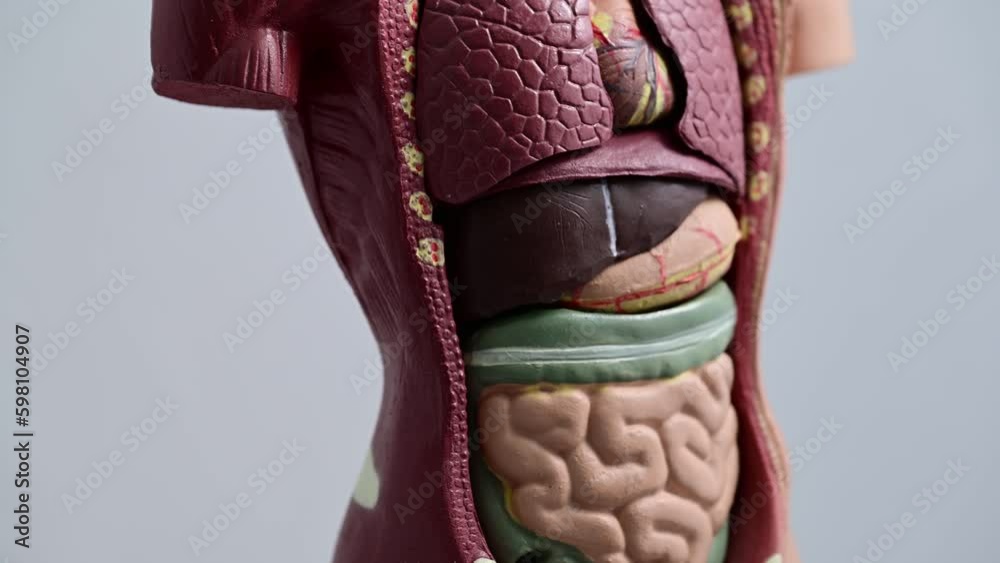 Rotating torso of a medical model of the human body Stock ビデオ | Adobe Stock