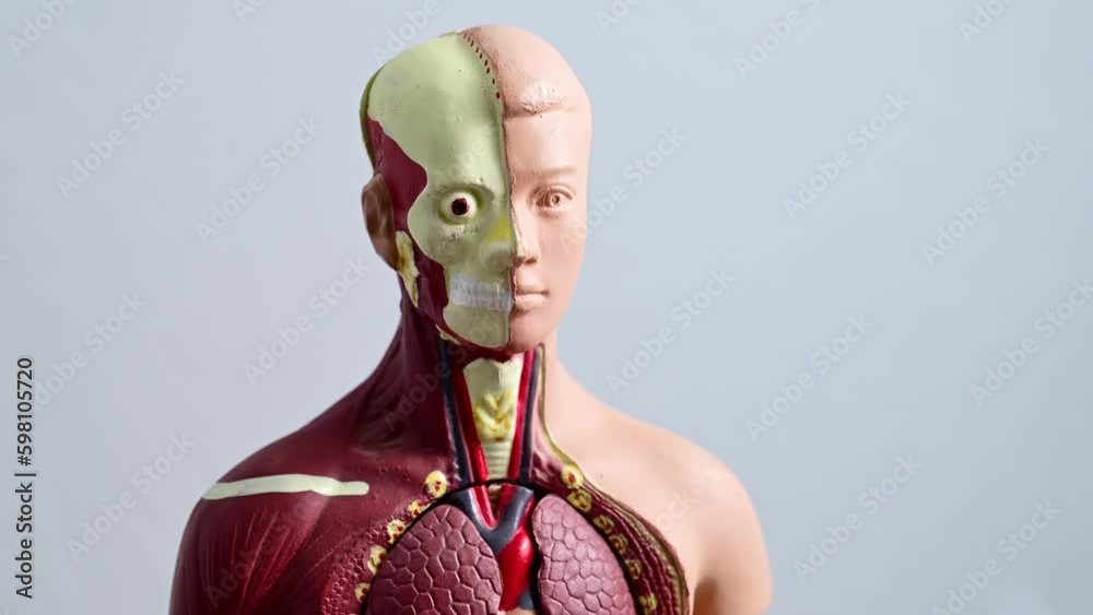 Anatomic model of a human head and torso rotating Stock Video | Adobe Stock