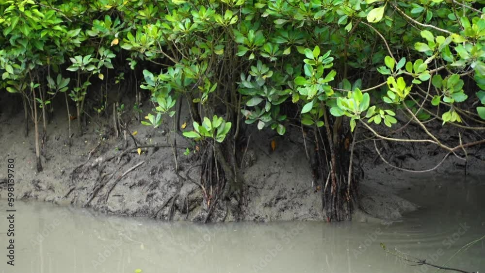 Ceriops decandra, a species of tree in the Rhizophoraceae family, forms ...