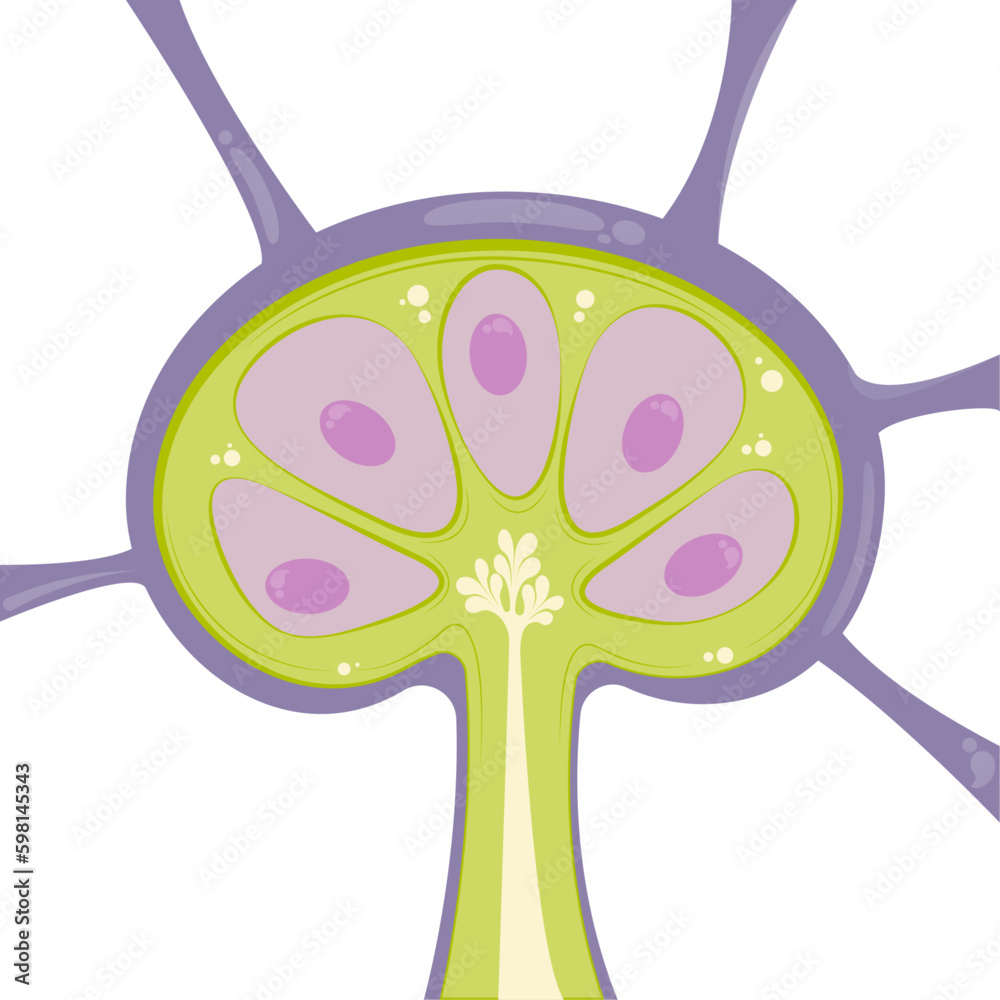 Lymph node vector illustration presentation template graphic Stock ...