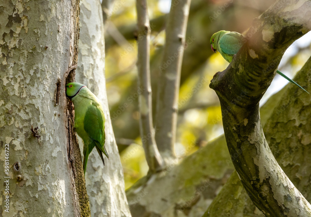 Rose ringed parakeets, ring necked parakeets, Indian ringneck parrots ...