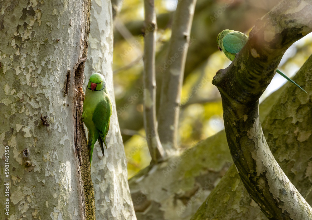 Rose ringed parakeets, ring necked parakeets, Indian ringneck parrots ...