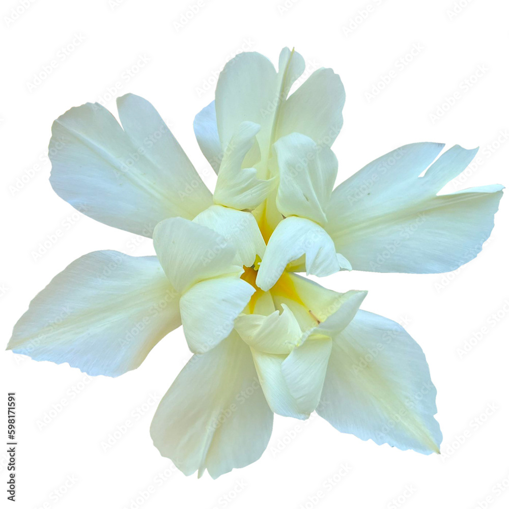 Hedychium coronarium flowers png transparent Stock Photo | Adobe Stock
