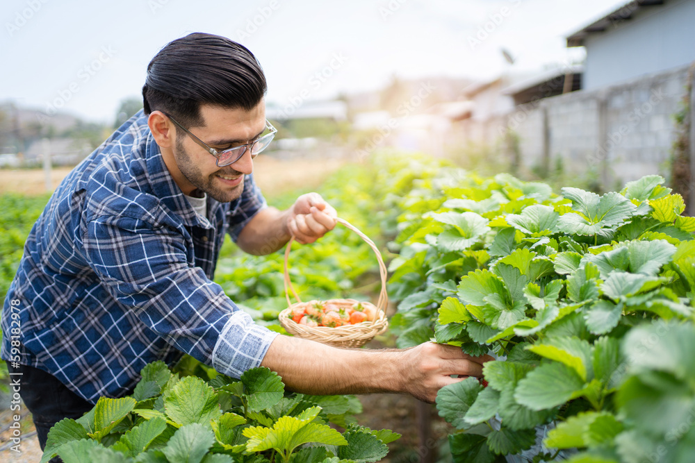 Happy cheerful Asian strawberry farmer picking up or harvesting a fresh ...