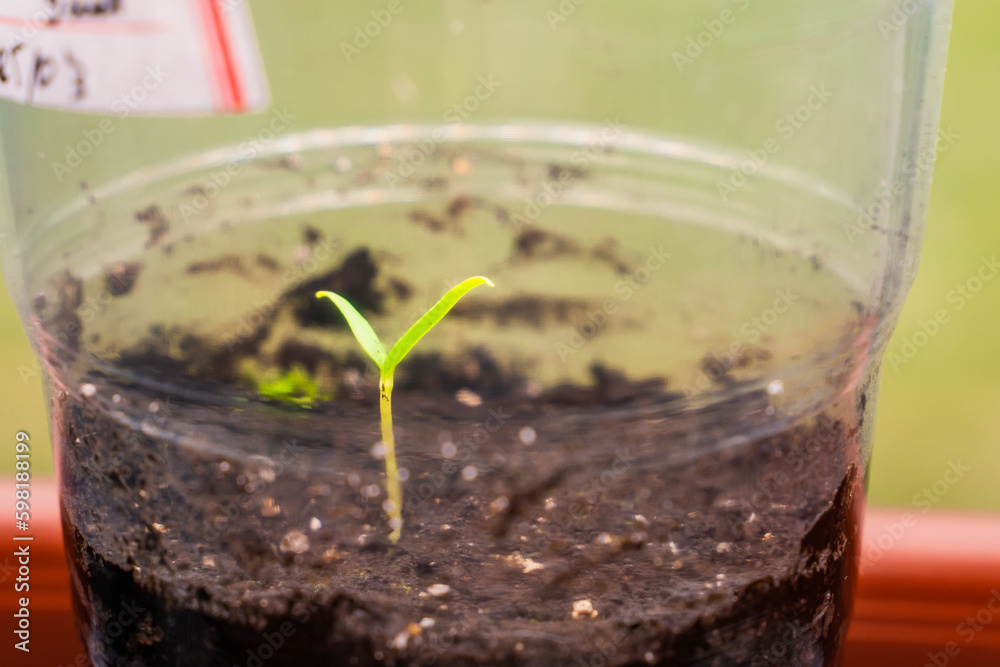 Seedlings in a transparent plastic cup close-up. The first germinal ...