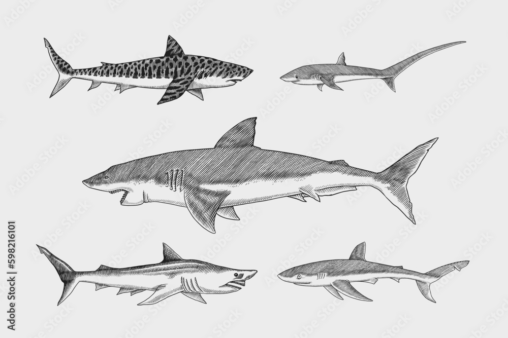 Sharks set.Great white shark, Sixgill sawshark. Basking Sand Tiger ...
