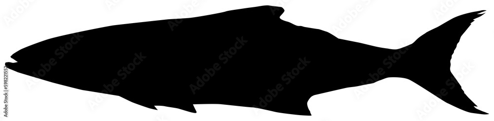 Cobia Fish Silhouette, also known as black kingfish, black salmon, ling ...