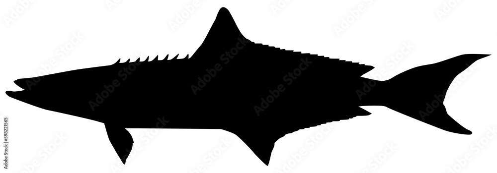 Cobia Fish Silhouette, also known as black kingfish, black salmon, ling ...