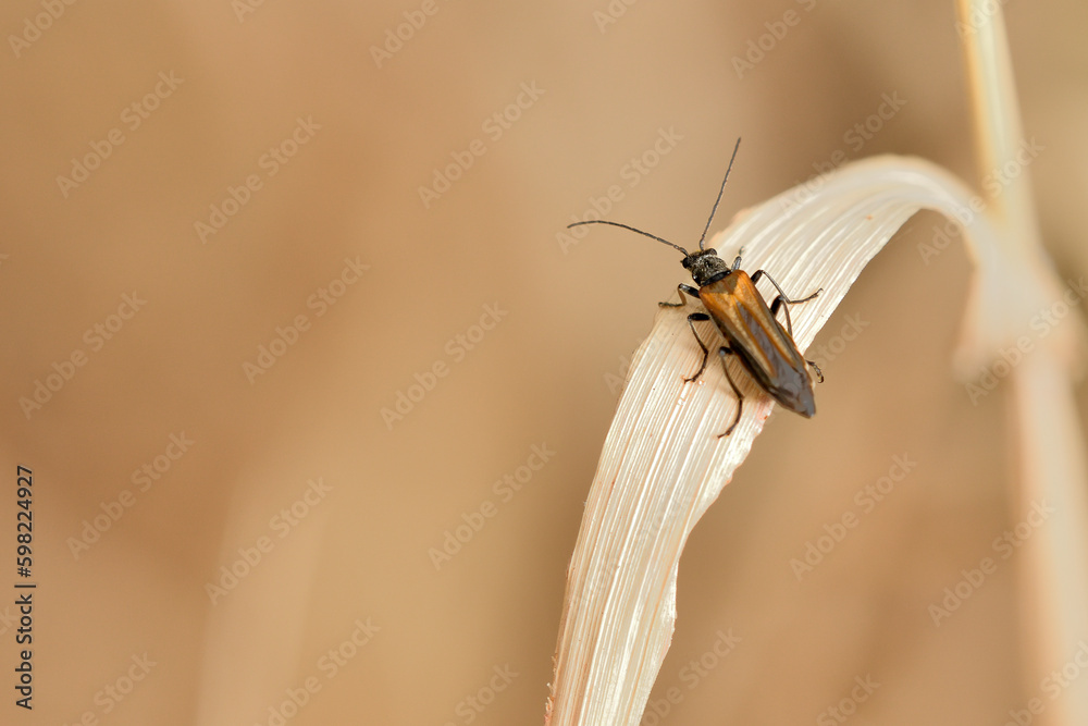 escarabajo (oedemera femorata) sobre un arbusto seco y pajizo Stock ...