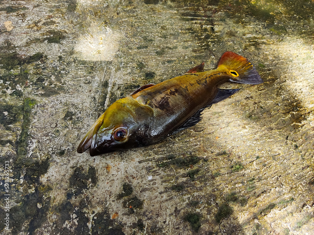 7. Photograph of close up fresh peacock bass monoculus fish. Fit for ...