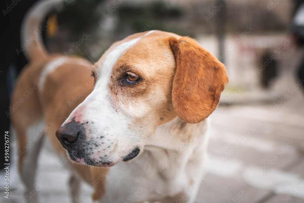 Stray dog. Photo of homeless stray dog from street of Nis town in ...