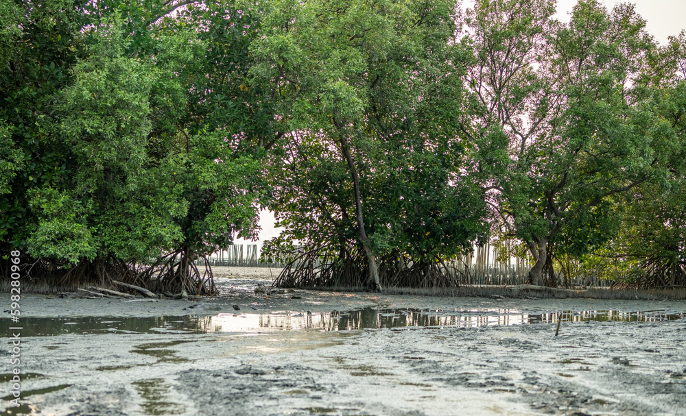 Green mangrove forest and mudflat at the coast. Mangrove ecosystem ...