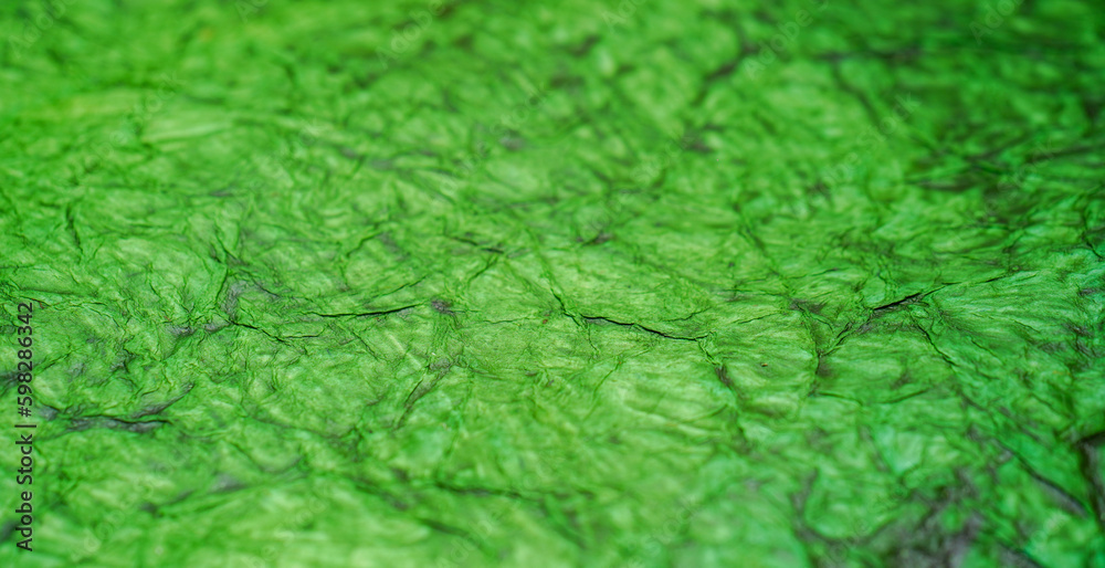 "Green Crumpled Paper Texture with Green Crack - Background for Adobe ...
