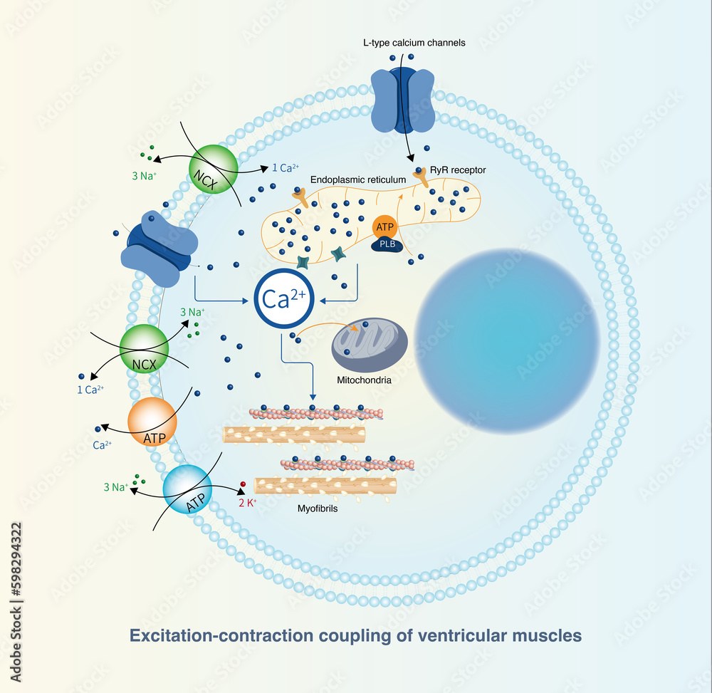 In the second phase of ventricular action potential, calcium ions enter ...