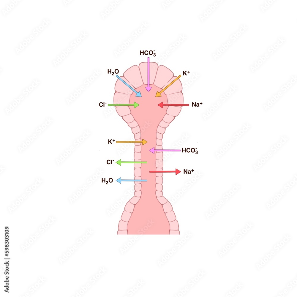 physiological process of the composition of human saliva Stock ...