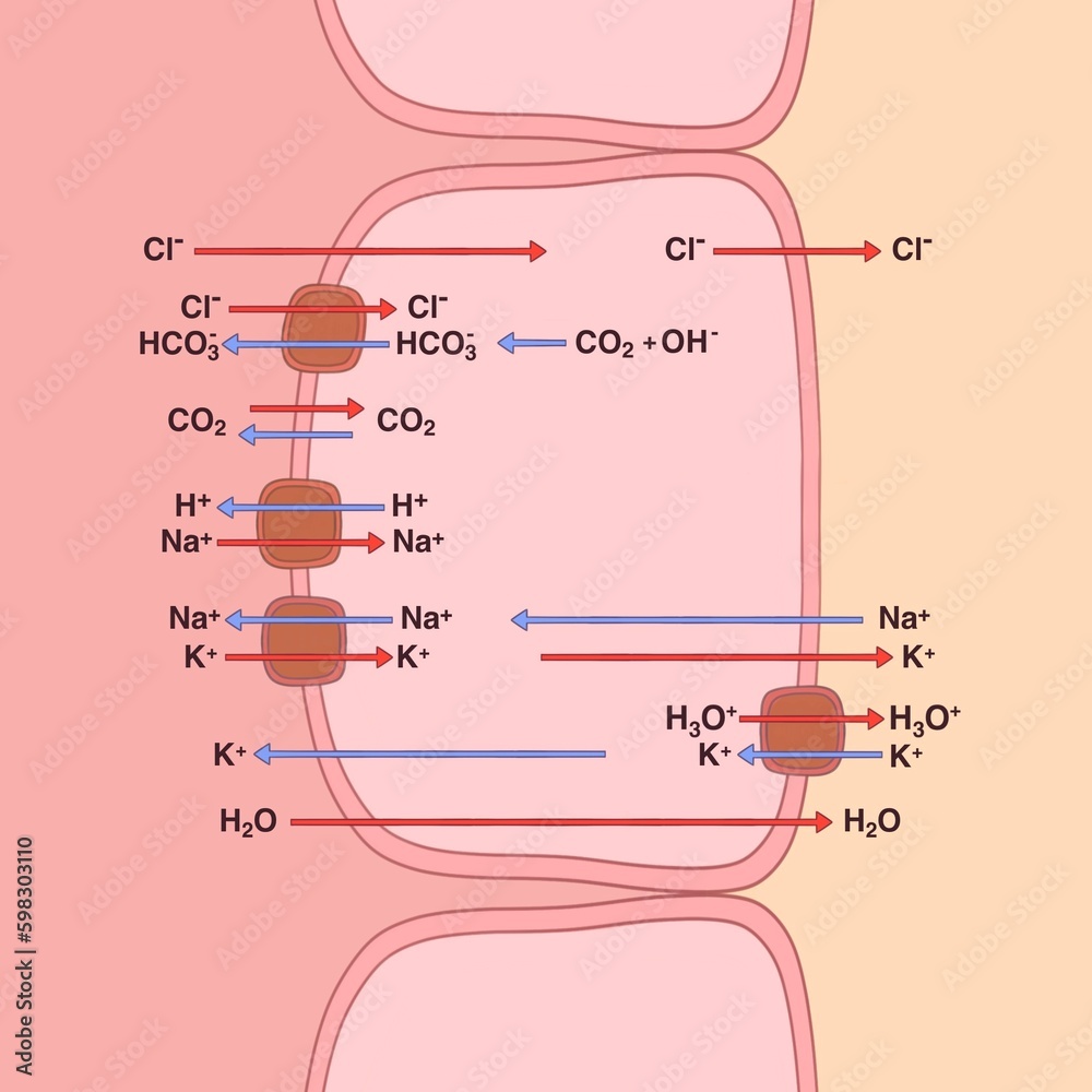 Acid secretion in the stomach is mediated by parietal cells, molecular ...