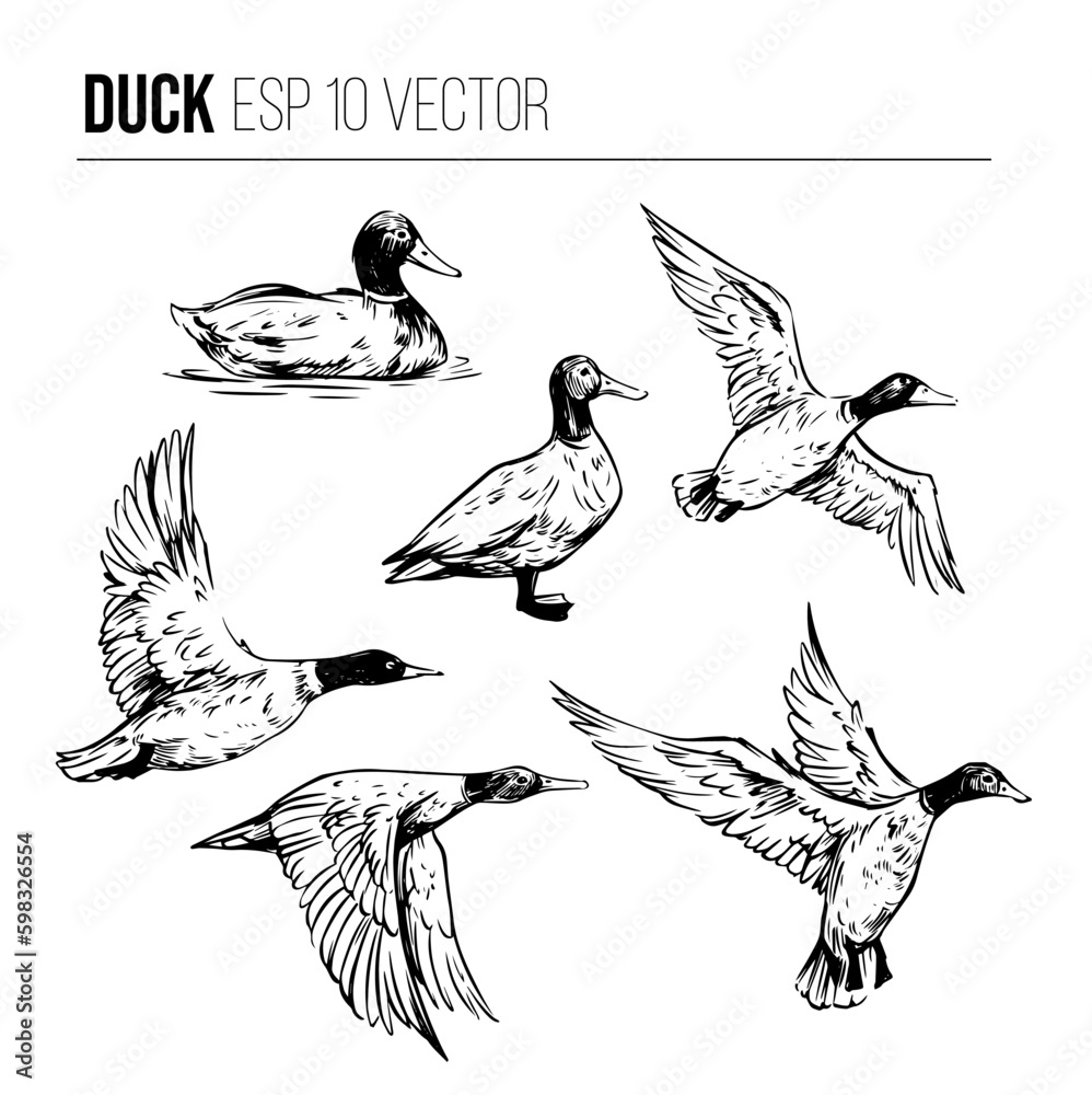 Wild duck vector set. flying birds Black outline on a transparent ...