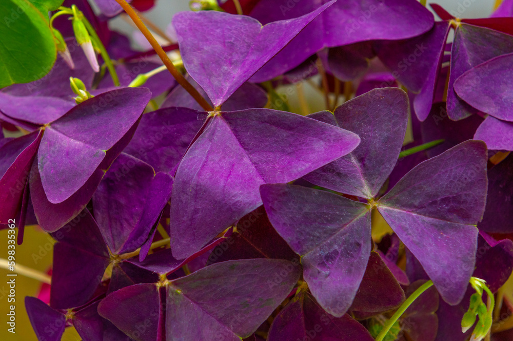 Macro photography of Oxalis triangularis, butterfly flower or purple ...