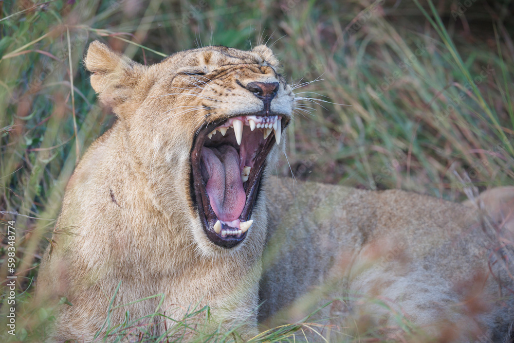 A young lioness has a big yawn, with wide open mouth showing her huge ...