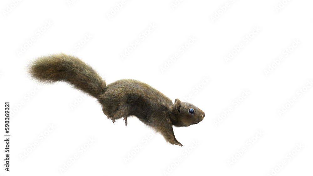 Squirrel Isolated white background running. Portrait of brown squirrel ...