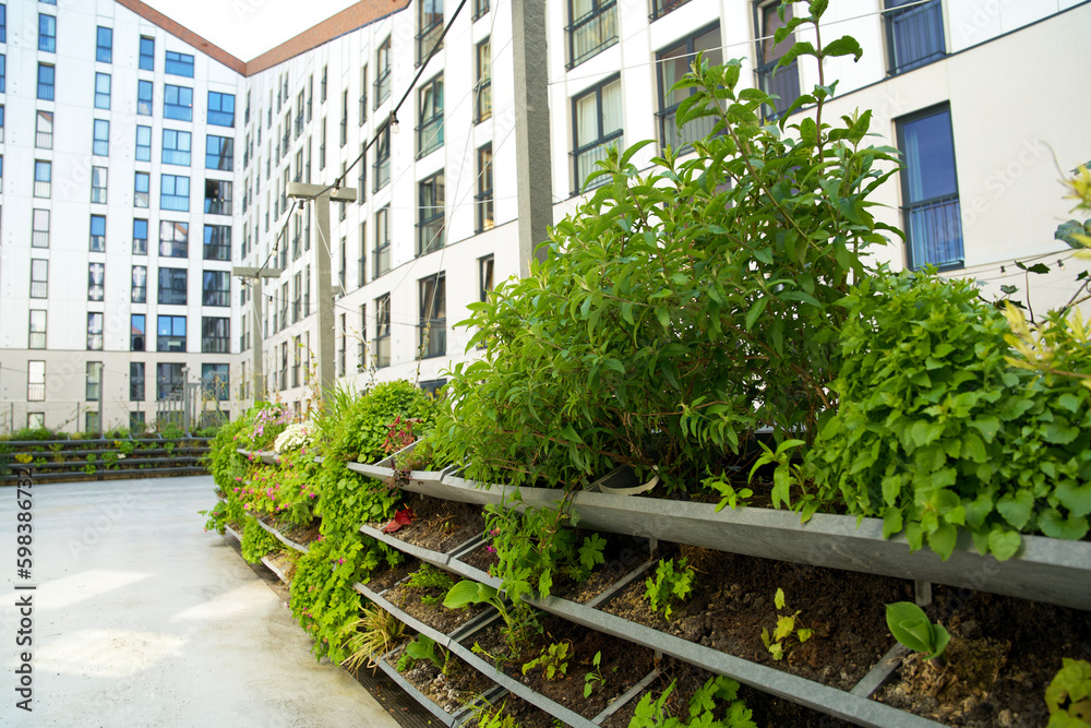 Green vertical green facade garden in full bloom for climate adaptation ...