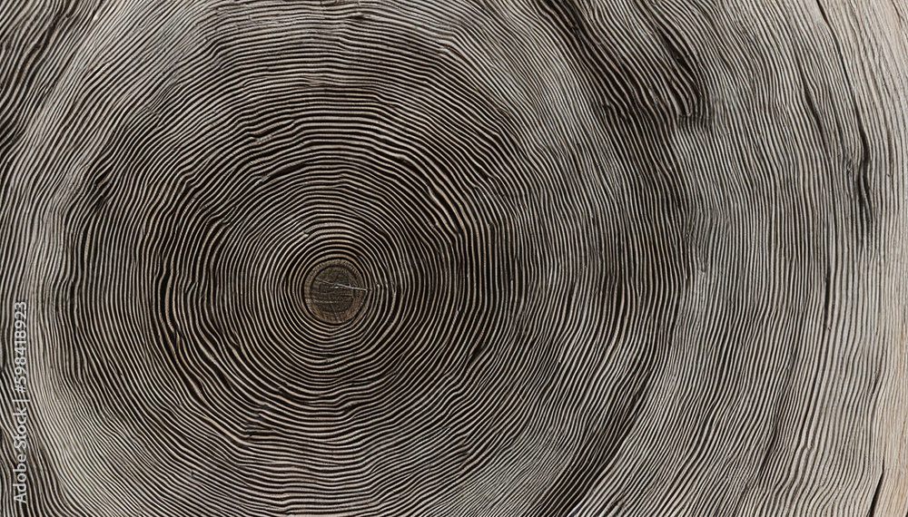 Wood texture of a felled tree, Wood Texture, Vintage Wood Texture ...
