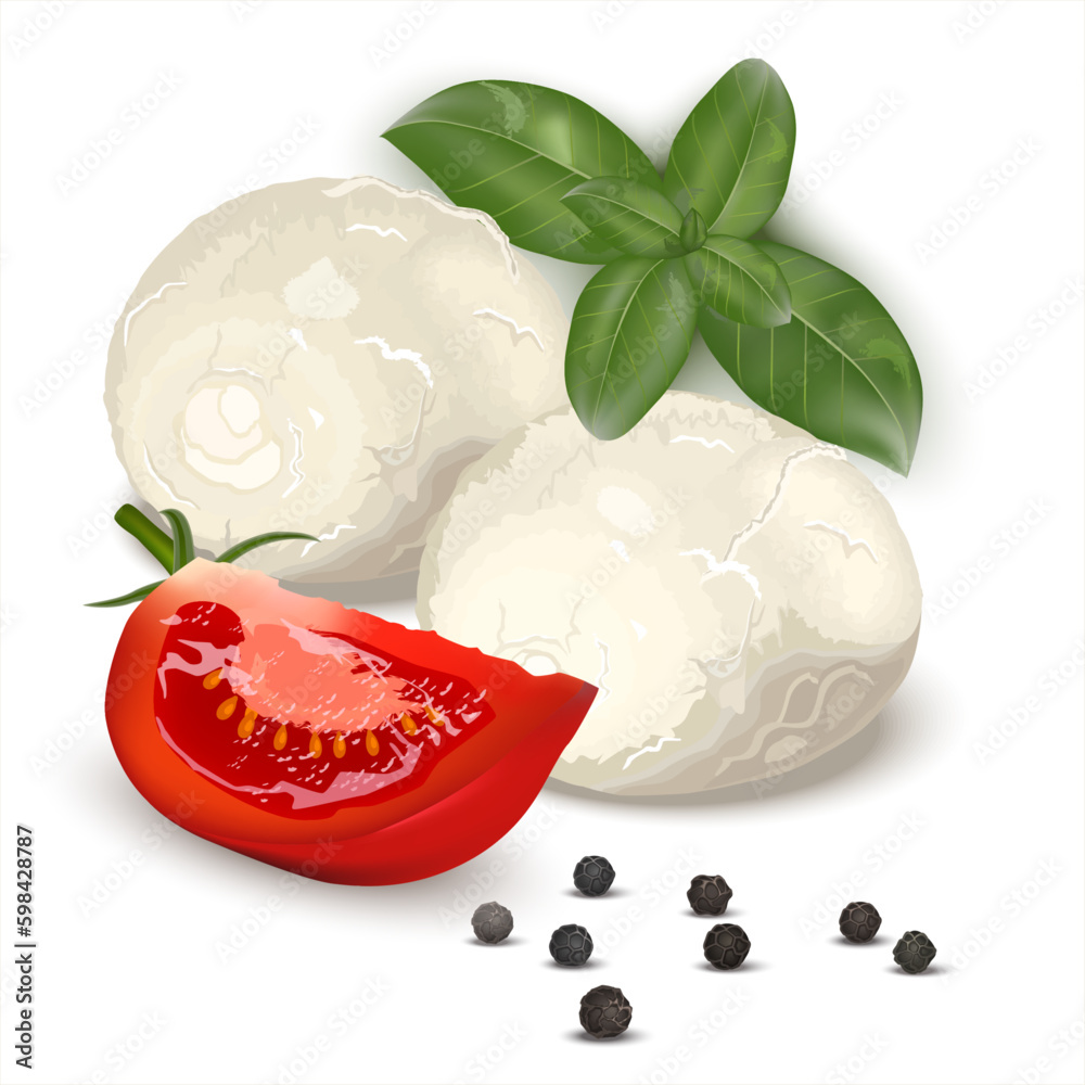 Realistic drawing of Italian mozzarella cheese decorated with basil ...