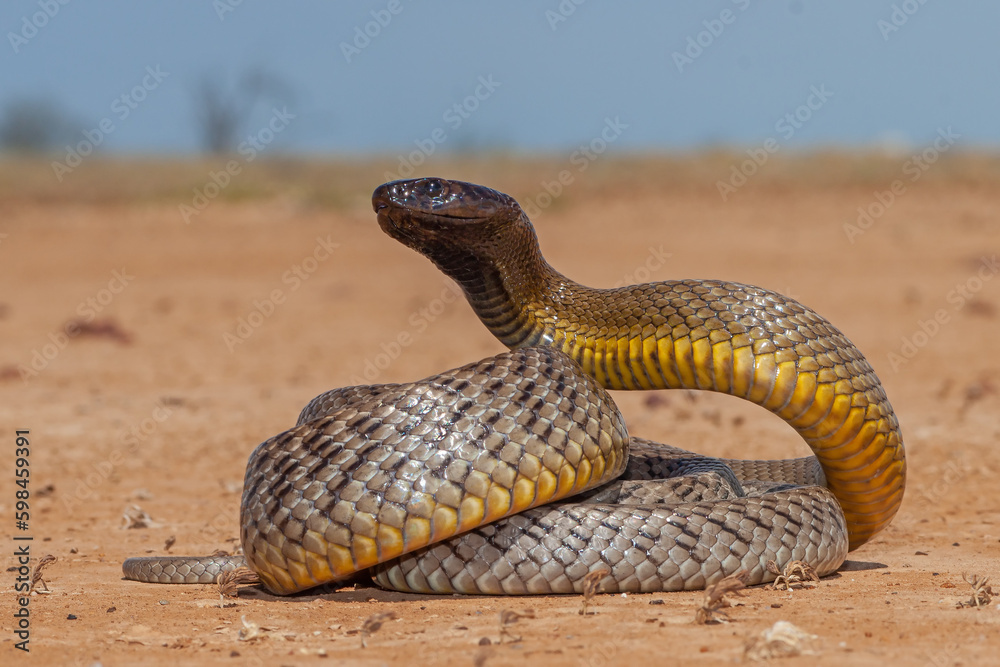 Australian Highly venomous Inland Taipan Stock Photo | Adobe Stock