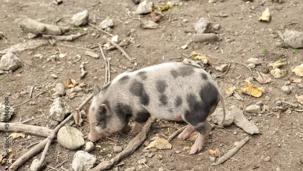 piggy walks in an aviary and eats acorns and chestnuts. small spotted ...