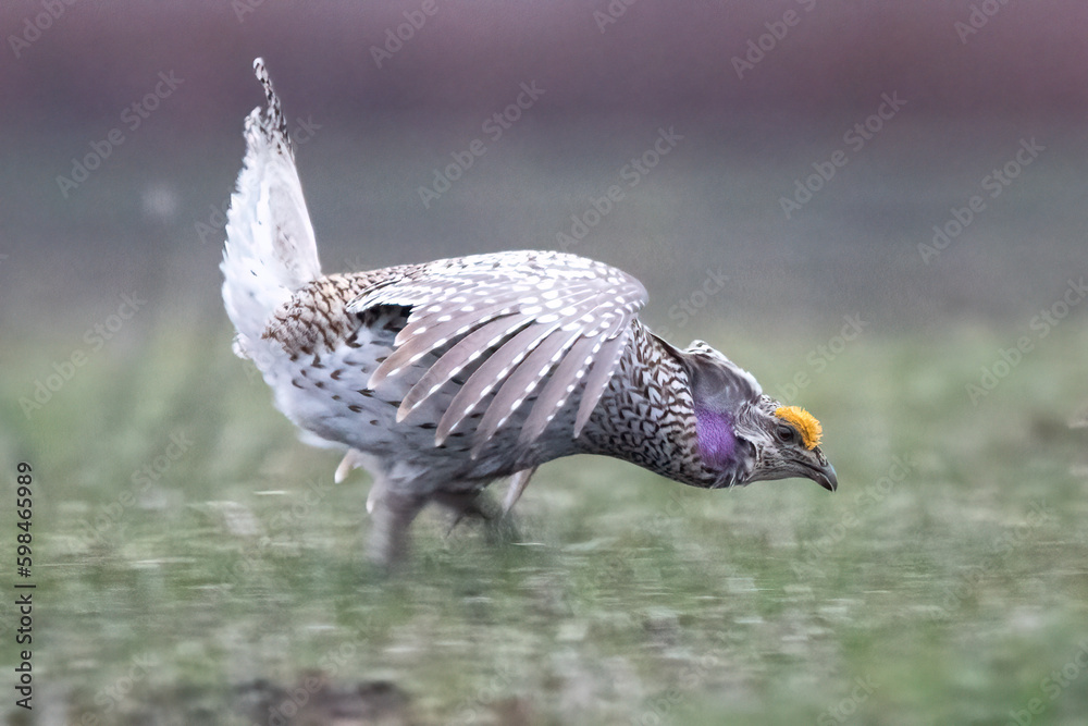 Sharp-tailed Grouse (Tympanuchus phasianellus) in full skittering ...