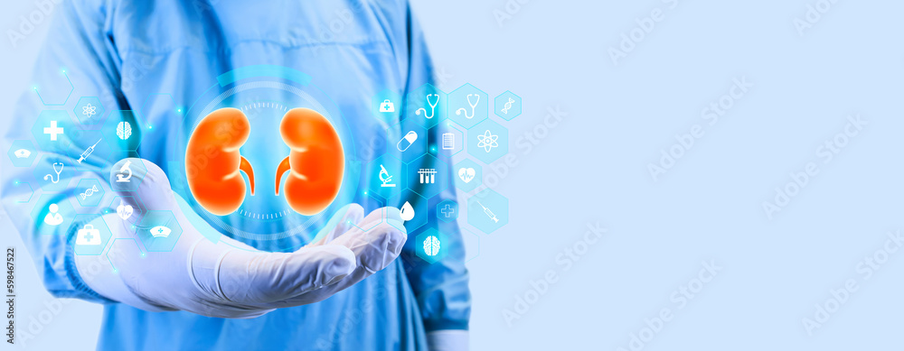 Nephrology, medical care for kidney problems. Kidneys, kidney pain ...