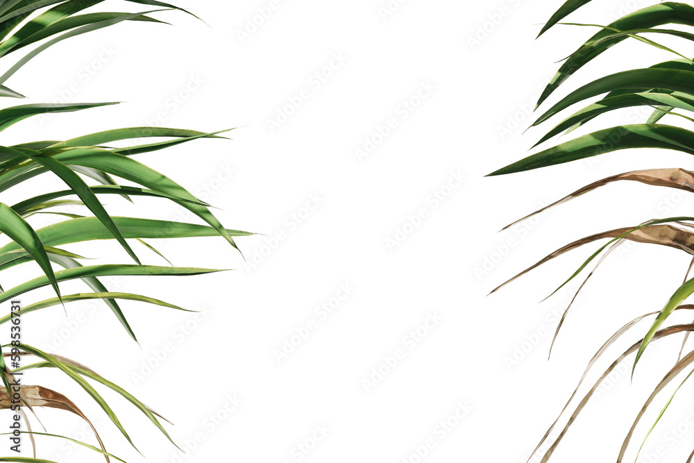 Palm branch on a transparent background framing the frame Stock Photo ...