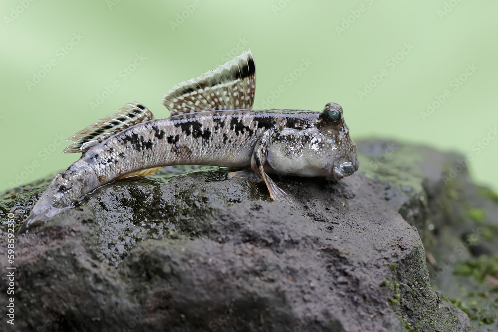 A barred mudskipper fish resting on a weathered log at the edge of a ...