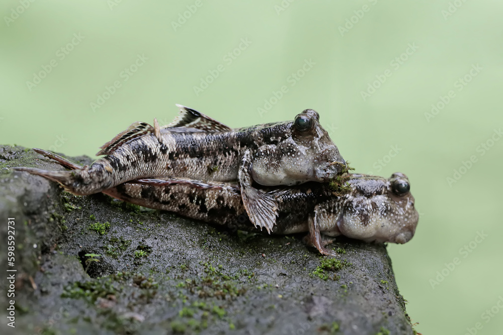 Two barred mudskippers resting on a rock by the river mouth. This fish ...