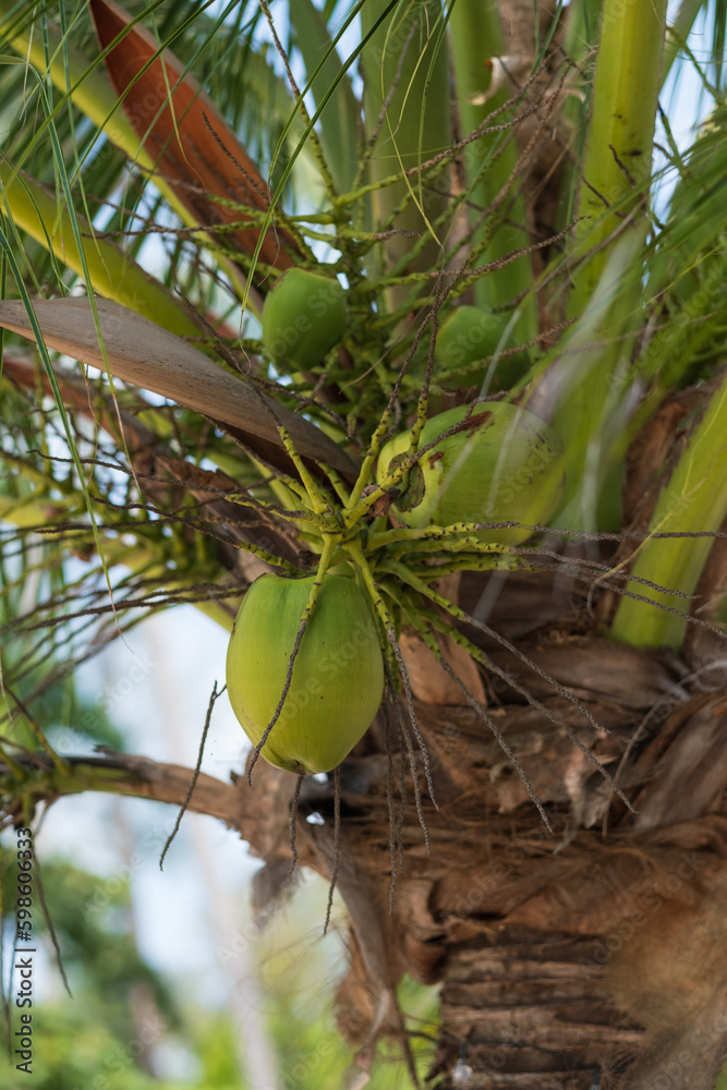 Coconut palm trees with coconuts, bottom view. Tropical nature. Palm ...