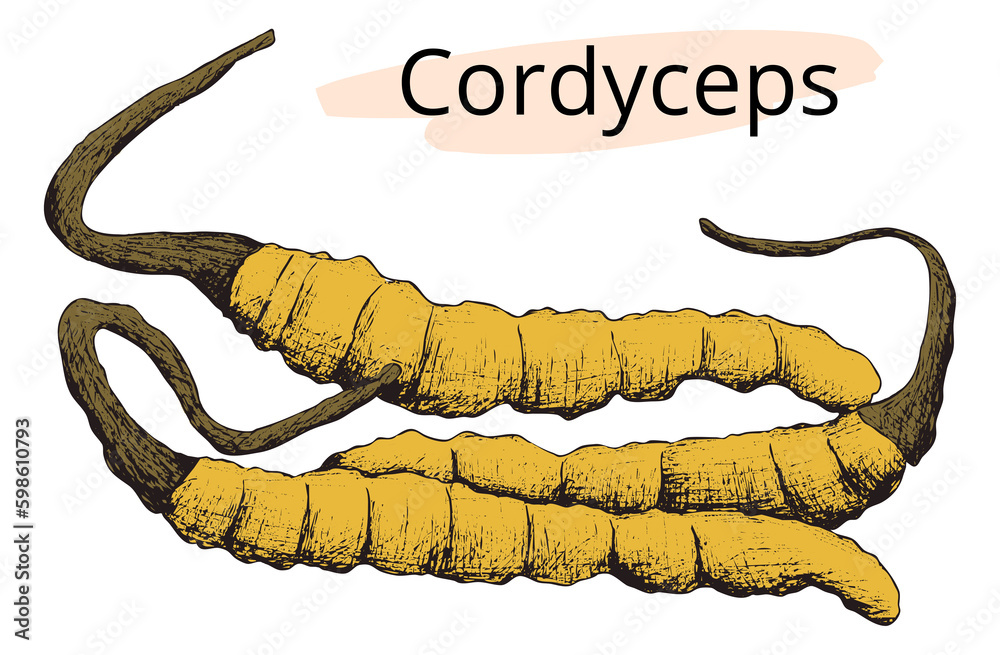 Hand drawn jpg color image of Cordyceps militaris. Horizontal vintage ...