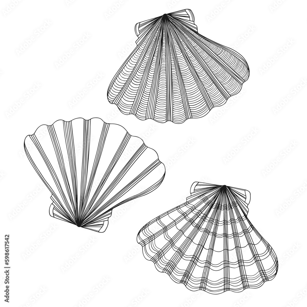Scallops. Hand drawn vector collection, 3 isolated elements on white ...