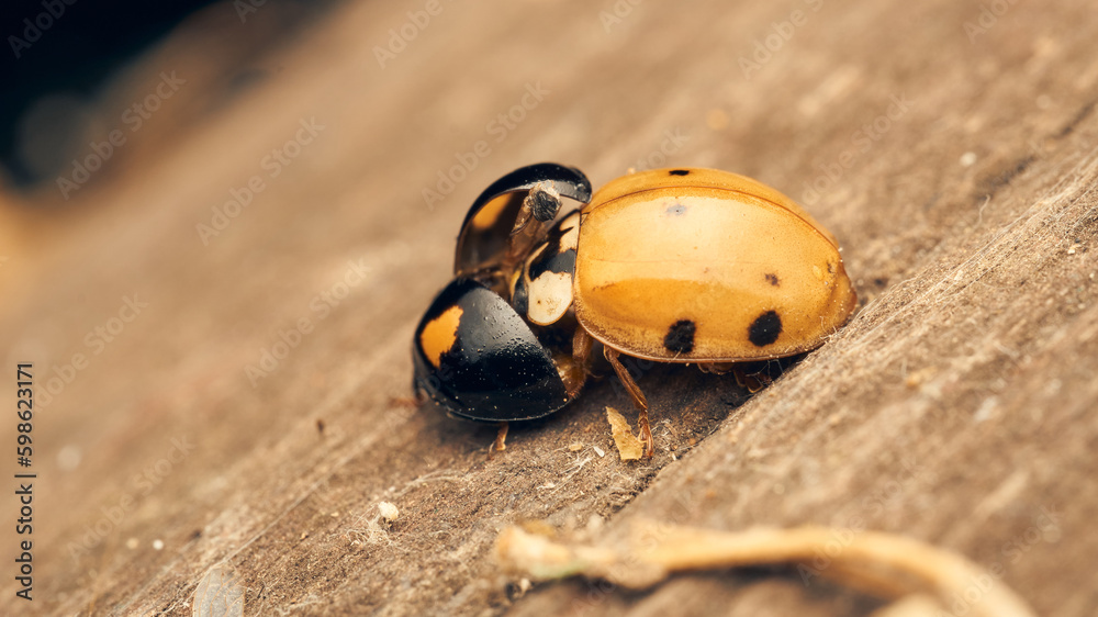 One Ladybug devouring another, cannibalism between the same species. Coccinellidae Stock Photo ...