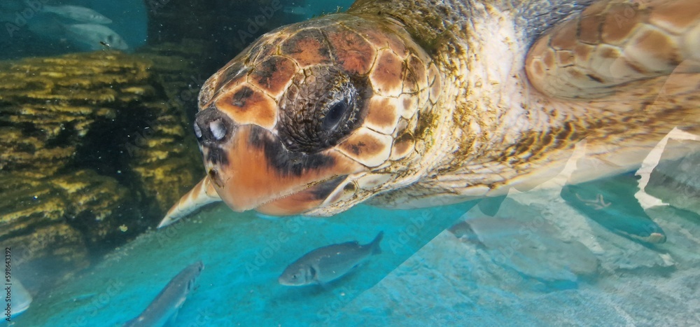 caretta loggerhead sea turtle is a species of oceanic turtle ...