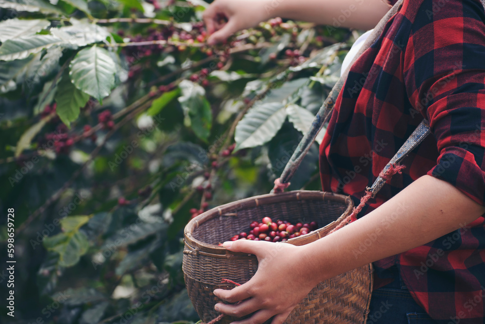 Foto Stock Plantation coffee bean concept. Farmer hand plantation and ...