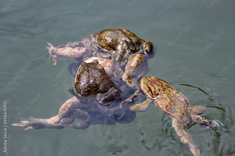 Poster common toad mating in water lakes and rivers amphibious – Wall ...