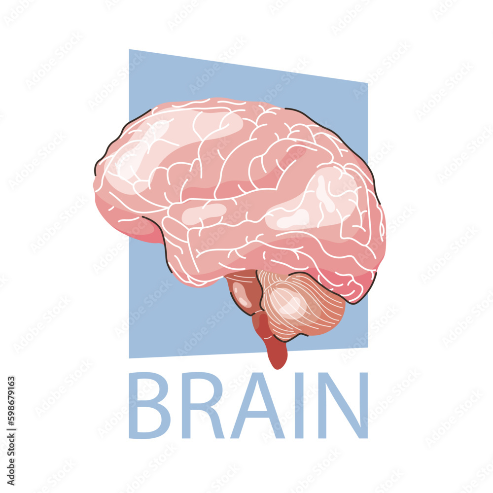 Human brain vector illustration isolated on a white background ...