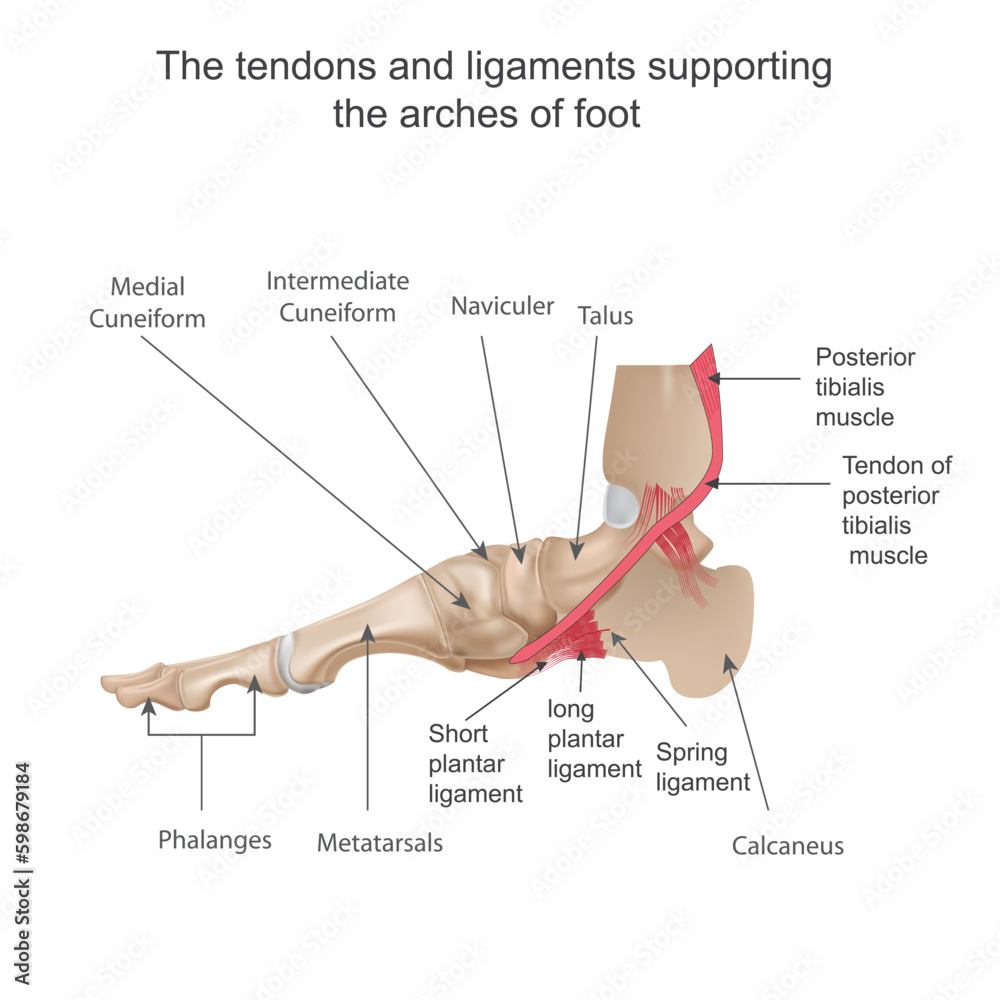 The tendons and ligaments supporting the arches of foot. Human anatomy ...