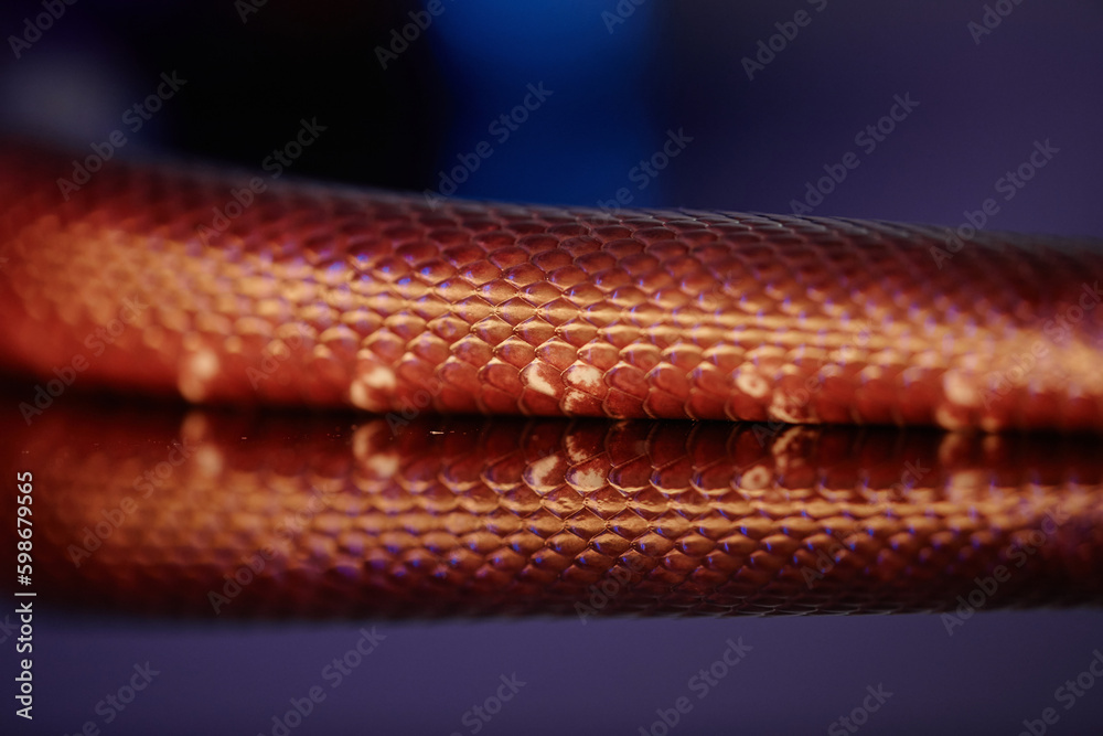 Part of body of hunting brown rat snake creeping torwards victim over flat surface reflecting ...