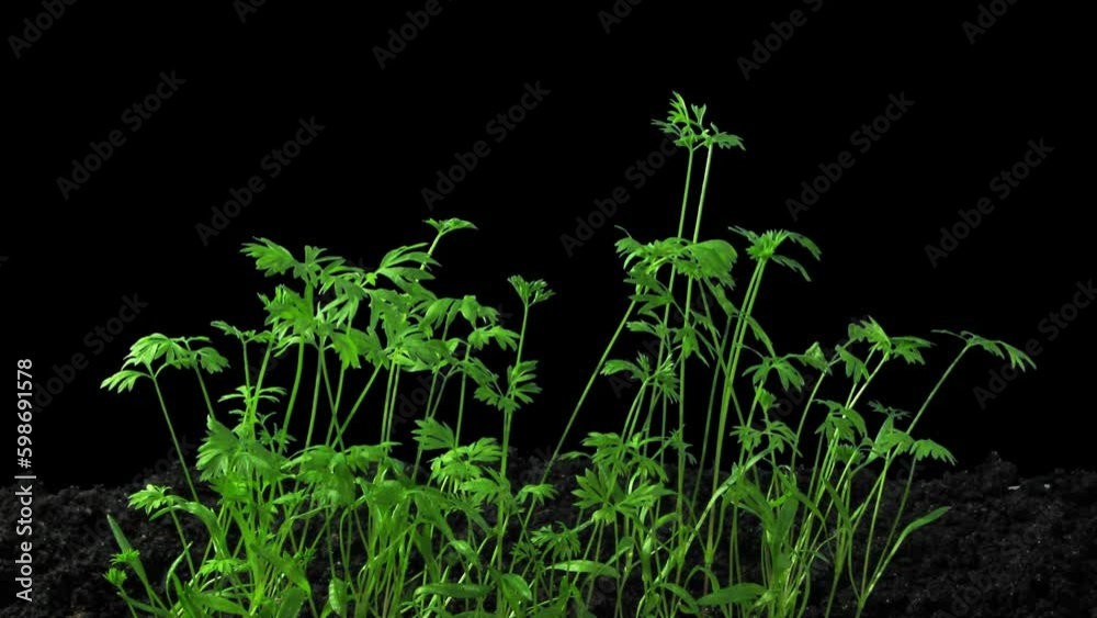 Phototropism effect in growing carrot vegetables 2x1 in PNG+ format ...