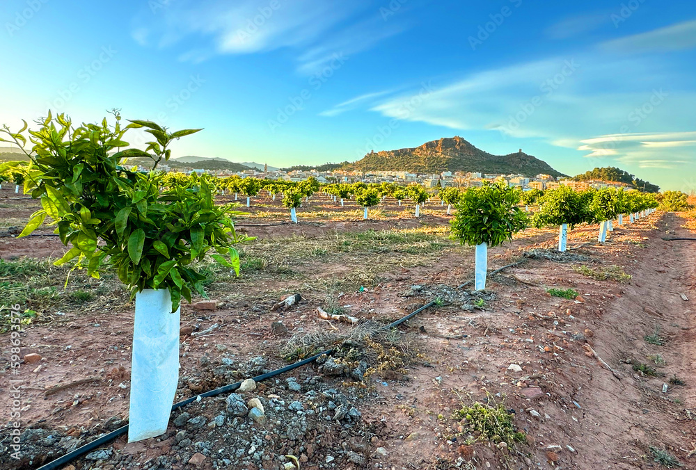 Planting a tree. Mandarin tree at farm field. Orange mandarin tree ...